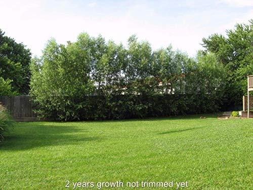 50 Fast Growing Trees - Hybrid Willow Tree Cuttings to Grow for Privacy or Shade - Guaranteed to Grow