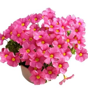 oxalis iron rubra bulbs 2-6 bulbs(10g) good luck plant fast growing year round color indoors or outdoors for plant deco