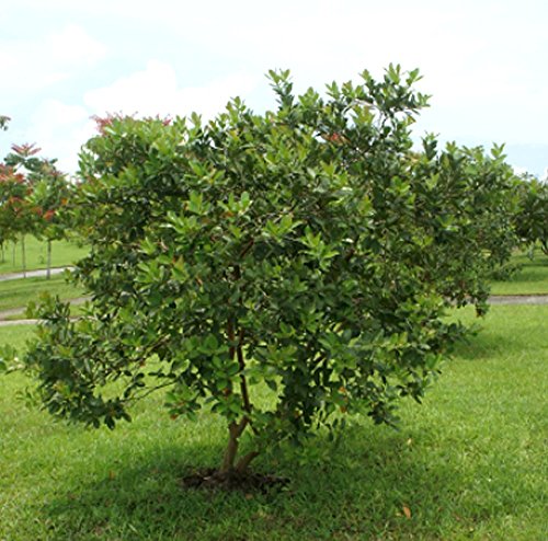 Guava, Psidium Guajava, 50 Tree Seeds (Edible Fruit, Fast Growing)