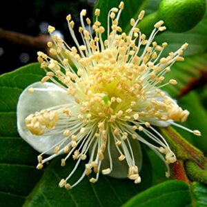 Guava, Psidium Guajava, 50 Tree Seeds (Edible Fruit, Fast Growing)