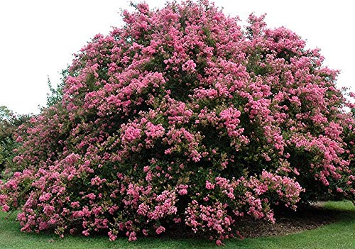 Large Seminole Tree Crape Myrtle, Matures 15ft+, Dark Coral Pink Flower Clusters, Excellent Yellow/Orange Fall Foliage, Beautiful Gray/Beige Bark, Ships 2-4ft Tall, Well Rooted in Pot with Soil (10)