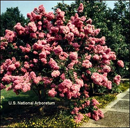 Large Seminole Tree Crape Myrtle, Matures 15ft+, Dark Coral Pink Flower Clusters, Excellent Yellow/Orange Fall Foliage, Beautiful Gray/Beige Bark, Ships 2-4ft Tall, Well Rooted in Pot with Soil (10)