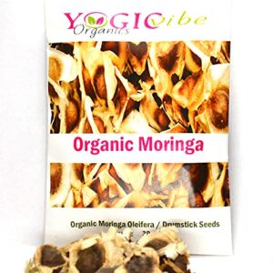 30 Organic Moringa Oleifera Drumstick Seeds Non-GMO for Sprouting, Planting, Cooking. Unprocessed Seeds with Wings. Grow Moringa - It Has More Than 25% Protein, Same As Eggs and 2X The Amount of Milk