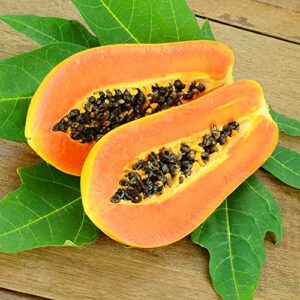 yegaol garden 10pcs dwarf waimanalo papaya fruit tree seeds fast-growing perennial non-gmo tropical sweet fruit patio plant