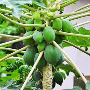 YEGAOL Garden 10Pcs Dwarf Waimanalo Papaya Fruit Tree Seeds Fast-Growing Perennial Non-GMO Tropical Sweet Fruit Patio Plant