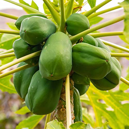 YEGAOL Garden 10Pcs Dwarf Waimanalo Papaya Fruit Tree Seeds Fast-Growing Perennial Non-GMO Tropical Sweet Fruit Patio Plant