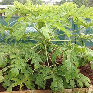 YEGAOL Garden 10Pcs Dwarf Waimanalo Papaya Fruit Tree Seeds Fast-Growing Perennial Non-GMO Tropical Sweet Fruit Patio Plant