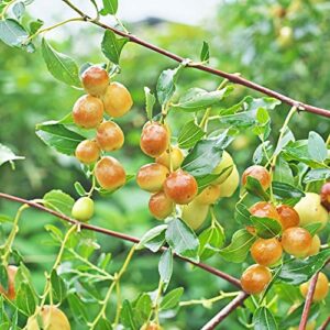 ziziphus mauritiana seeds indian jujube evergreen fast-growing drought tolerant attracts pollinators edible garden borders outdoor 10pcs tree seeds by yegaol garden