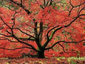 red japanese maple – live plant 2-3 feet tall – deep red leaves