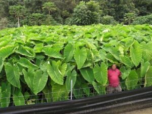 3 live fast growing colocasia esculenta elephant ear taro gabi kalo eddo bulbs leaves tree live planting