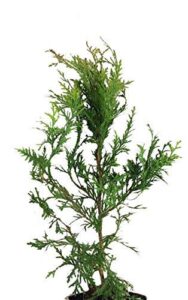 25 thuja green giant arborvitae 8-12 inch tall trees