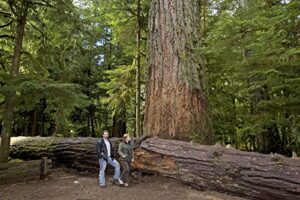 40 western red cedar tree seeds for planting – thuja plicata – long lived evergreen