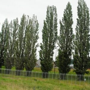 Lombardy Poplar Trees for Planting - Great for Privacy, Wind Block, Fast Growing Trees (5 Trees)