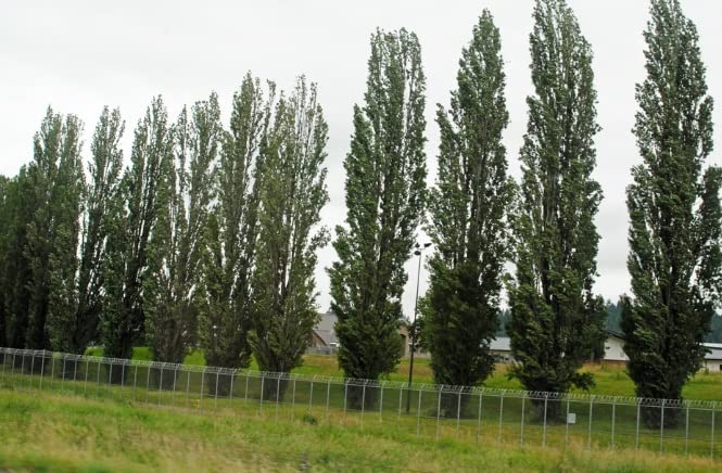 Lombardy Poplar Trees for Planting - Great for Privacy, Wind Block, Fast Growing Trees (5 Trees)