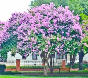 4 pack muskogee (lavender) crape myrtle trees – 4 live plants – quart containers