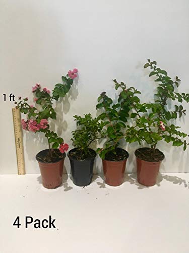 4 Pack Muskogee (Lavender) Crape Myrtle Trees - 4 Live Plants - Quart Containers