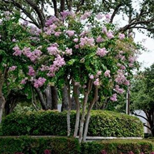 4 Pack Muskogee (Lavender) Crape Myrtle Trees - 4 Live Plants - Quart Containers