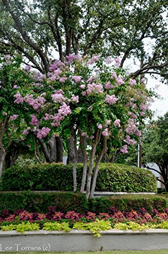 4 Pack Muskogee (Lavender) Crape Myrtle Trees - 4 Live Plants - Quart Containers