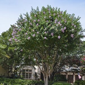 4 Pack Muskogee (Lavender) Crape Myrtle Trees - 4 Live Plants - Quart Containers