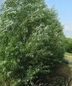 4 huge 5 foot tall hyrbid willow cuttings – best privacy hedge row trees – fast growing