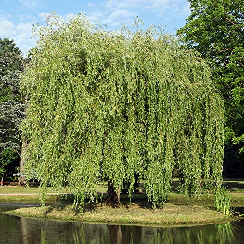 Perfect Plants Weeping Willow Live Plant, 5-6', Includes Care Guide