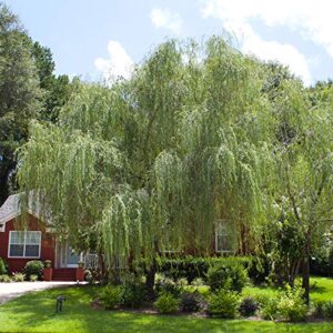 Perfect Plants Weeping Willow Live Plant, 5-6', Includes Care Guide