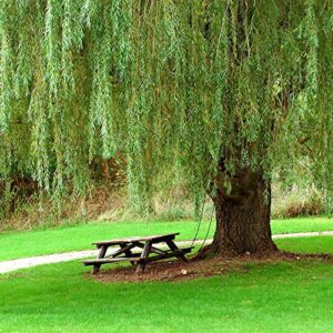 Perfect Plants Weeping Willow Live Plant, 5-6', Includes Care Guide