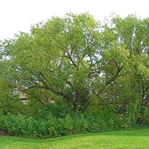 100 Hybrid Willow Tree Plant - Austree Cuttings Grow 12 Feet 1st Season - Create Instant Privacy Fence Hedge Fast Shade- Live Trees Fast Growing - Twigz Nursery