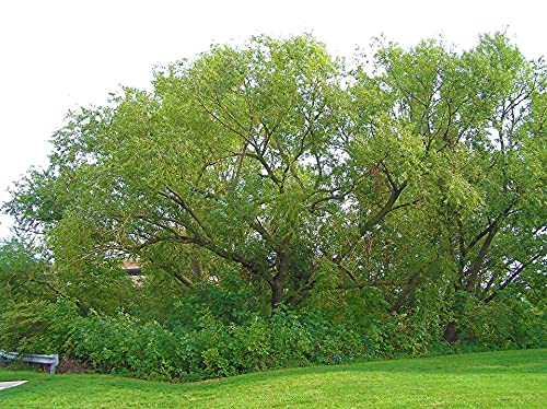 100 Hybrid Willow Tree Plant - Austree Cuttings Grow 12 Feet 1st Season - Create Instant Privacy Fence Hedge Fast Shade- Live Trees Fast Growing - Twigz Nursery