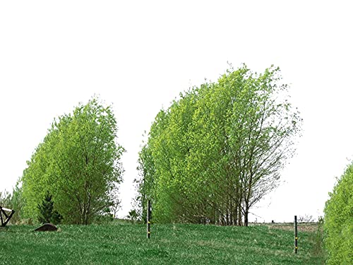 100 Hybrid Willow Tree Plant - Austree Cuttings Grow 12 Feet 1st Season - Create Instant Privacy Fence Hedge Fast Shade- Live Trees Fast Growing - Twigz Nursery