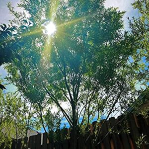 100 Hybrid Willow Tree Plant - Austree Cuttings Grow 12 Feet 1st Season - Create Instant Privacy Fence Hedge Fast Shade- Live Trees Fast Growing - Twigz Nursery