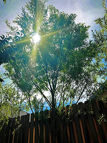 100 Hybrid Willow Tree Plant - Austree Cuttings Grow 12 Feet 1st Season - Create Instant Privacy Fence Hedge Fast Shade- Live Trees Fast Growing - Twigz Nursery