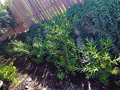 100 Hybrid Willow Tree Plant - Austree Cuttings Grow 12 Feet 1st Season - Create Instant Privacy Fence Hedge Fast Shade- Live Trees Fast Growing - Twigz Nursery