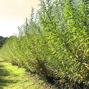 100 Hybrid Willow Tree Plant - Austree Cuttings Grow 12 Feet 1st Season - Create Instant Privacy Fence Hedge Fast Shade- Live Trees Fast Growing - Twigz Nursery