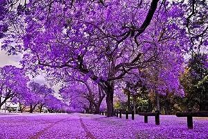 moccurod 20pcs purple jacaranda mimosifolia tree seeds trumpet shaped flower seeds