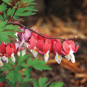 Valentine Red Bleeding Heart (1 Root Per Package) Dicentra spectabilis