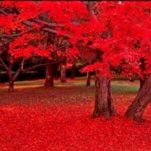 Carolina RED Scarlet Maple Tree Acer Rubrum jocad (25 Seeds)