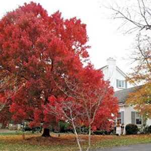 Carolina RED Scarlet Maple Tree Acer Rubrum jocad (25 Seeds)