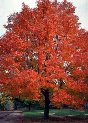 Carolina RED Scarlet Maple Tree Acer Rubrum jocad (25 Seeds)