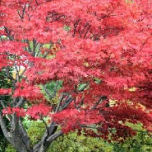 Carolina RED Scarlet Maple Tree Acer Rubrum jocad (25 Seeds)