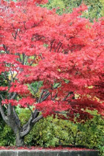 Carolina RED Scarlet Maple Tree Acer Rubrum jocad (25 Seeds)