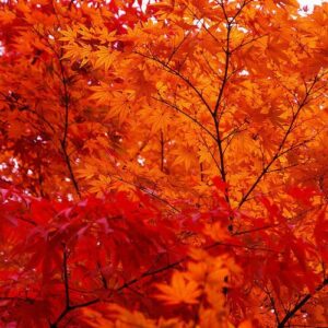 Carolina RED Scarlet Maple Tree Acer Rubrum jocad (25 Seeds)