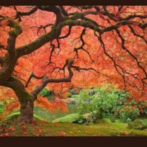 Carolina RED Scarlet Maple Tree Acer Rubrum jocad (25 Seeds)