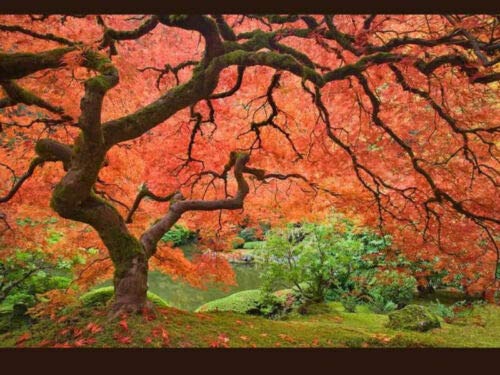 Carolina RED Scarlet Maple Tree Acer Rubrum jocad (25 Seeds)