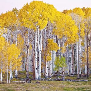 qauzuy garden white paper birch tree seeds (betula papyrifera) 50+seeds canoe birch seeds stunning fall color tree hardy fast-growing low-maintenance