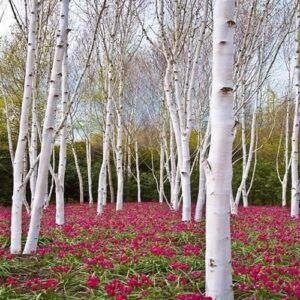 white paper birch tree seeds (betula papyrifera) 50+seeds