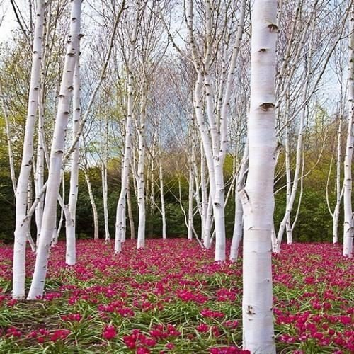 White Paper Birch Tree Seeds (Betula papyrifera) 50+Seeds