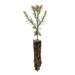 coast redwood | small tree seedling | the jonsteen company