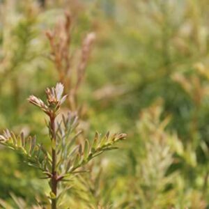 Coast Redwood | Small Tree Seedling | The Jonsteen Company