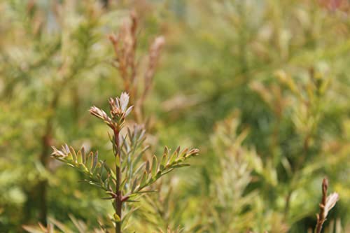 Coast Redwood | Small Tree Seedling | The Jonsteen Company